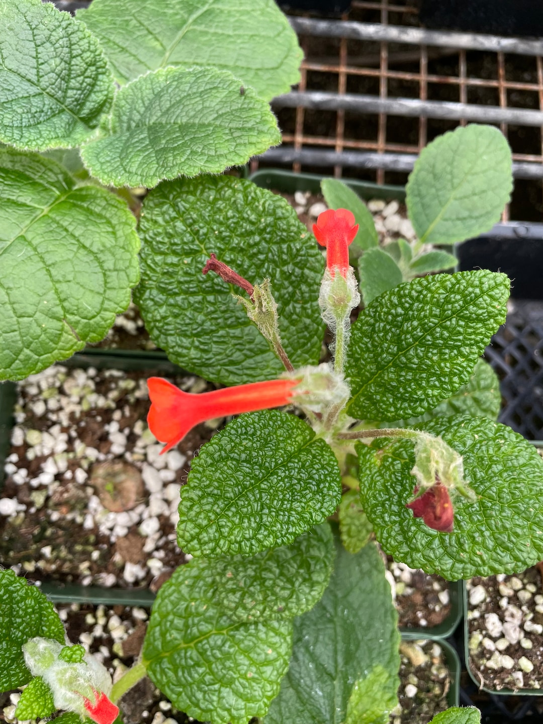 Sinningia Bullata- Winter Orange Blooms- Large Caudex Plant - Bonsai ...