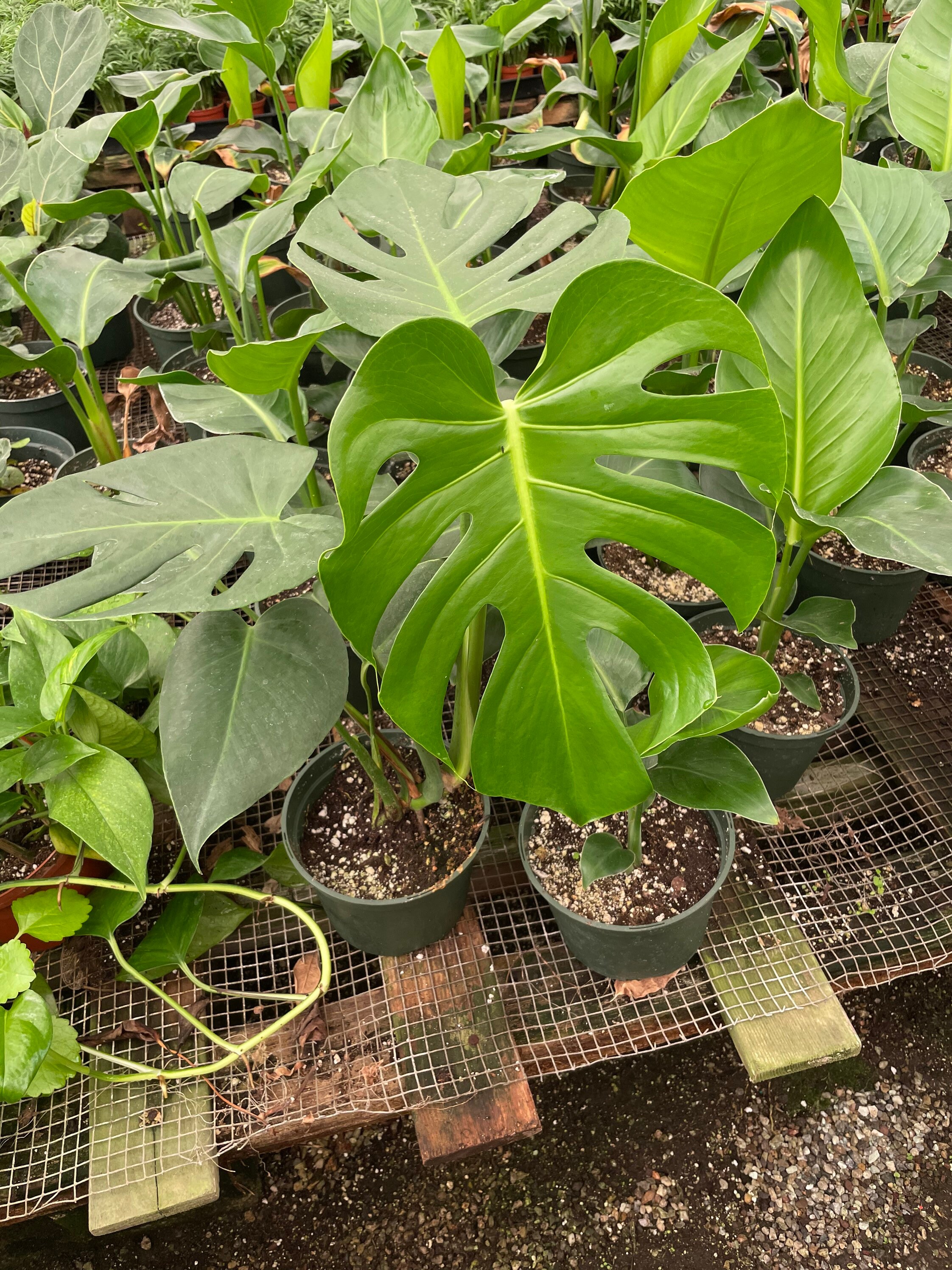 6 Inch Pot -giant Monstera Deliciosa -can Fruit When Mature and is ...
