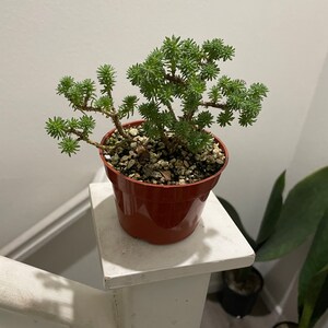 Miniature Joshua Tree -succulent Bonsai -easy Care -low Water . Similar ...