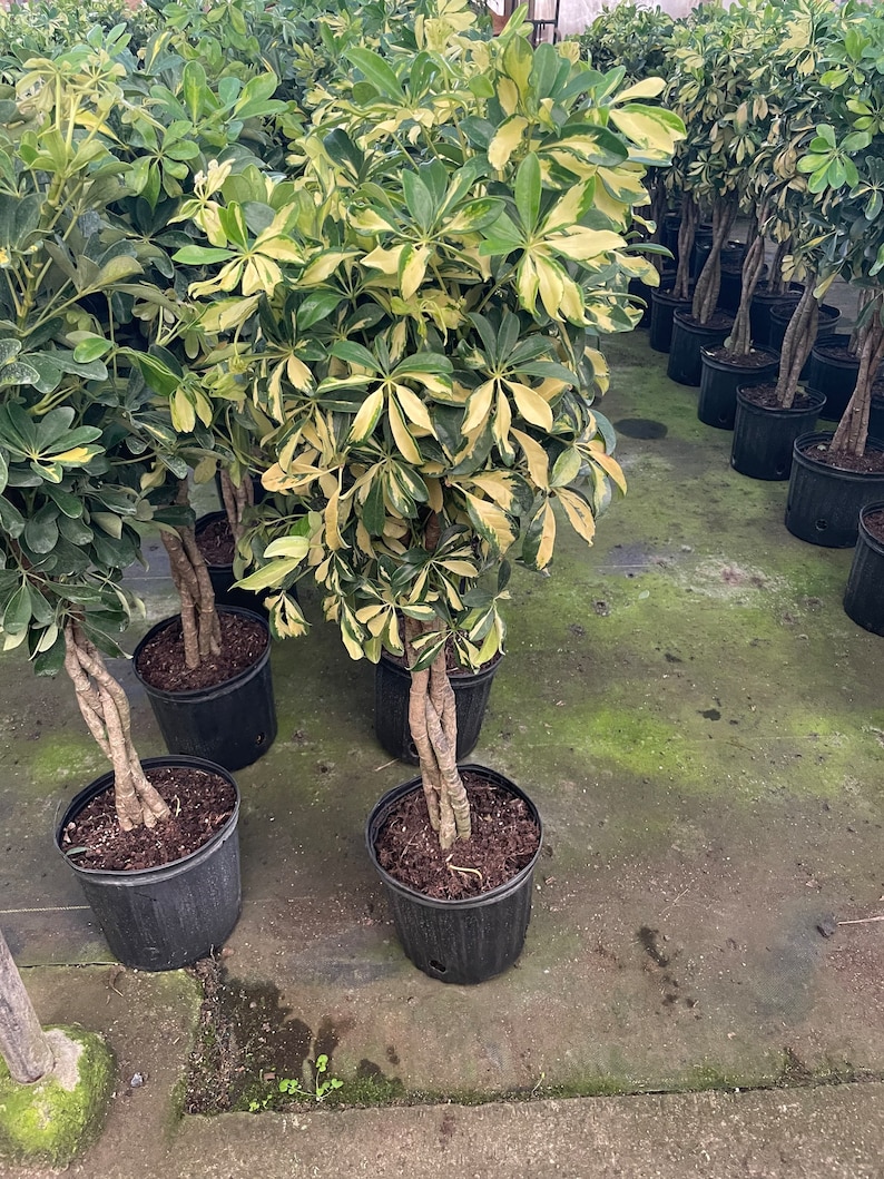 4 Ft Variegated Dwarf Umbrella Tree Schefflera Variegated - Etsy