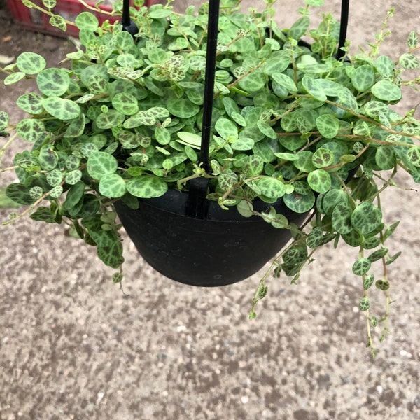 String of Turtles' - Etsy