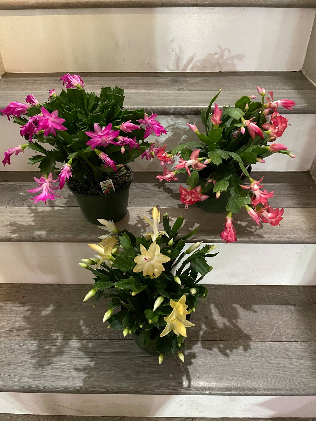 4 Inch Pot-schlumbergera Truncata Thanksgiving Cactus -salmon,pink ...