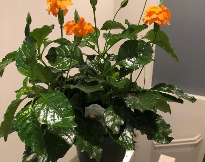 6 Inch Potted Live Plant-1ft Tall Orange Blooms Crossandra Hard to Find ...