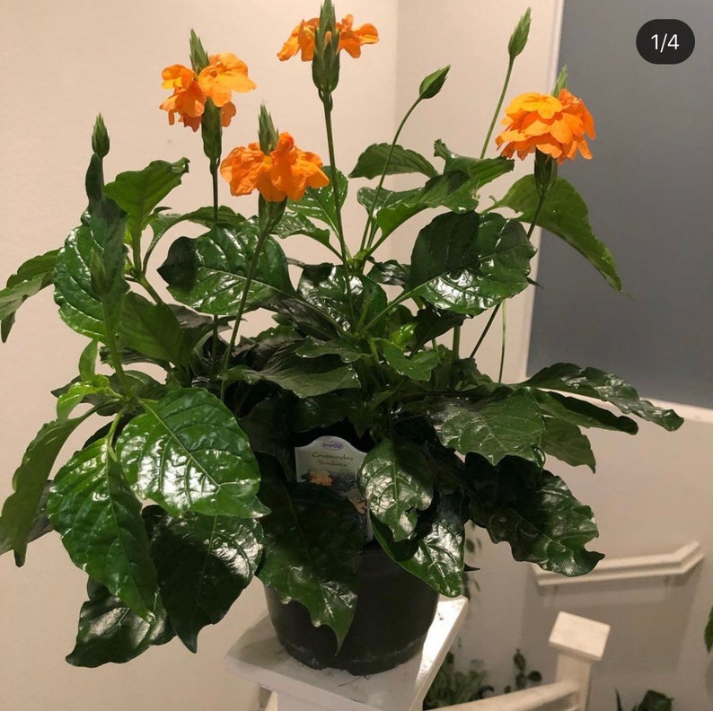 6 Inch Potted Live Plant-1ft Tall Orange Blooms Crossandra - Etsy