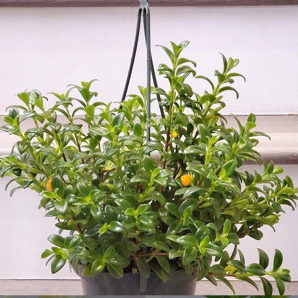 Dancing Dolphin Plant - Etsy