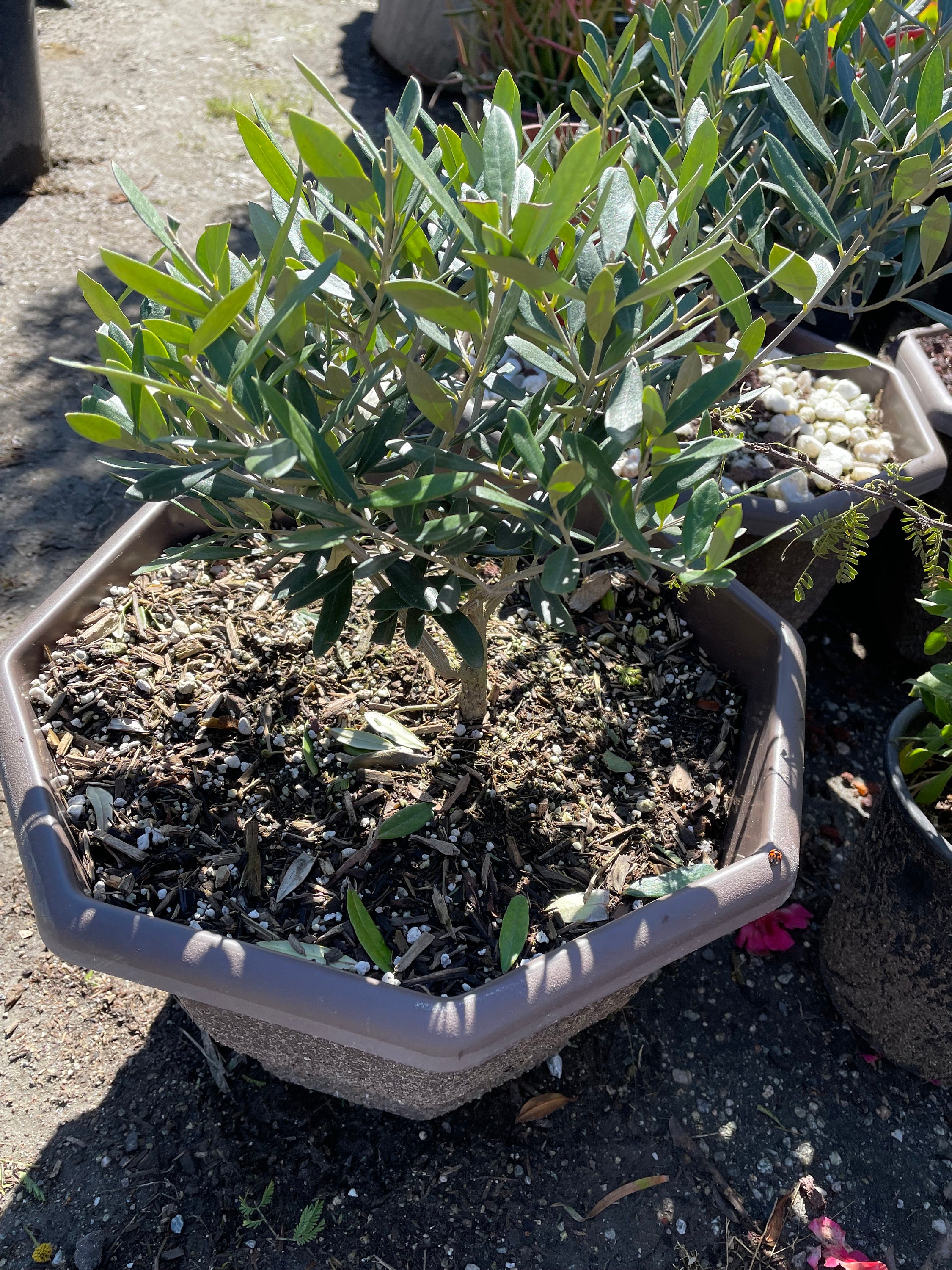 XL- True Dwarf Live Olive Tree -ships in Griwers Pot-indoors/outdoors ...