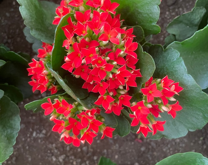 4 Inch Live Potted -red Kalanchoe Blossfeldiana - Etsy