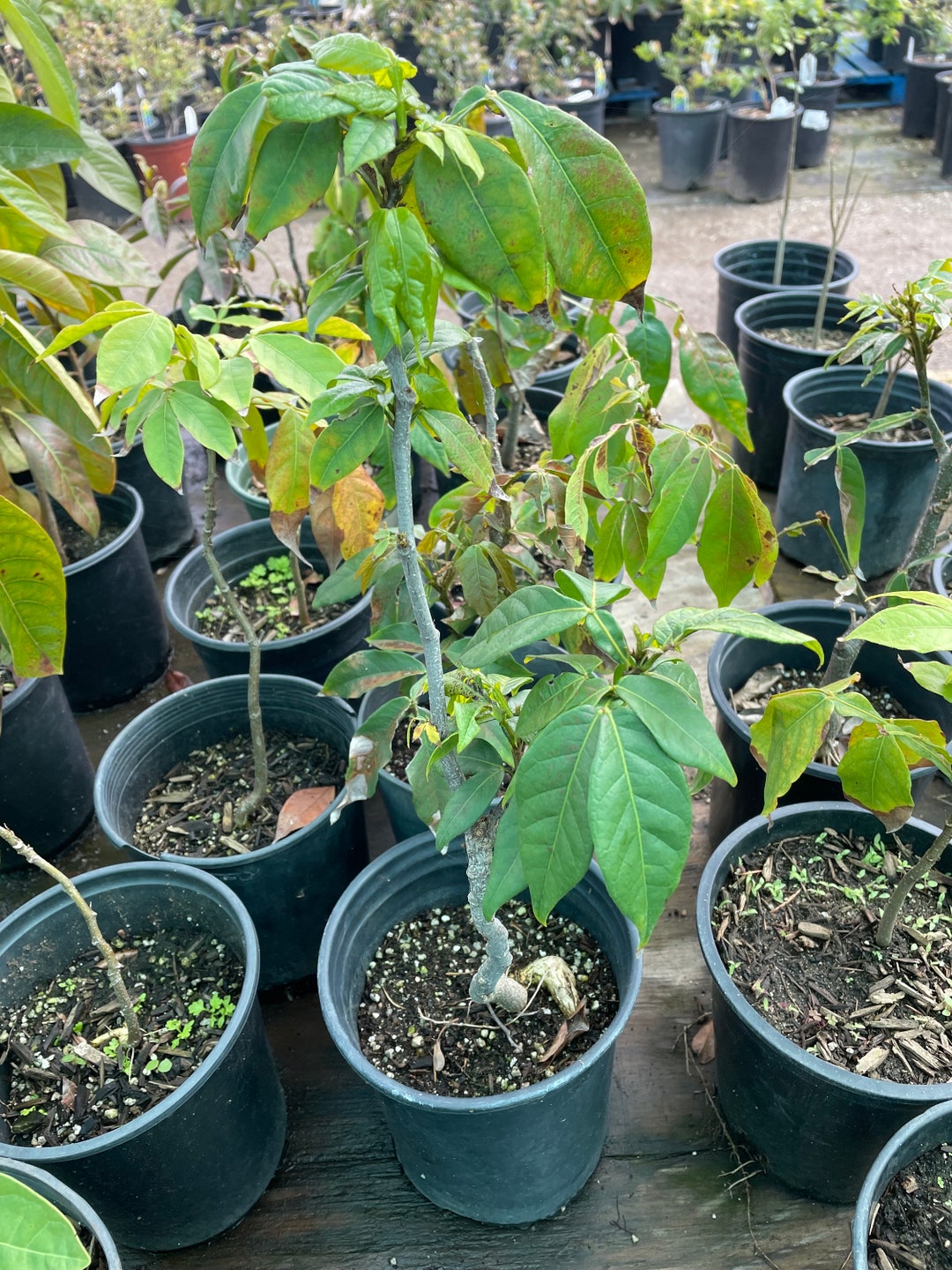 Paterna Cream Bean Tree. Edible Fruit-inga Paterna- Nitrogen Fixer-hard ...