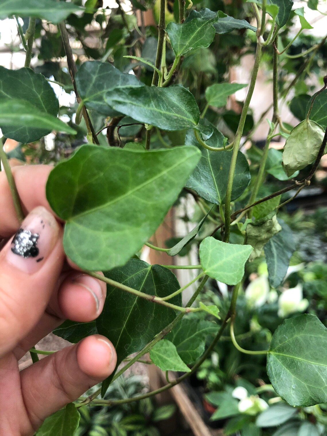 Elegant Trailing Vine-Hedera Helix Scutifolia sweet heart Ivy | Etsy
