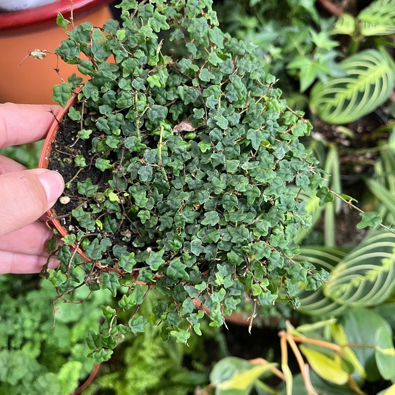 String of Frogs - Etsy