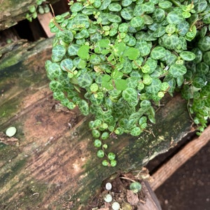 Multiple Size Options - 2,4,6 Inch Pot String of Turtles Trailing ...