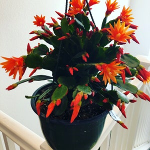 XXL 8 Inch Pot -orange Color Spring /easter Cactus-second is Example of ...