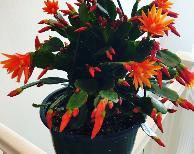 XXL 8 Inch Pot -orange Color Spring /easter Cactus-second is Example of ...