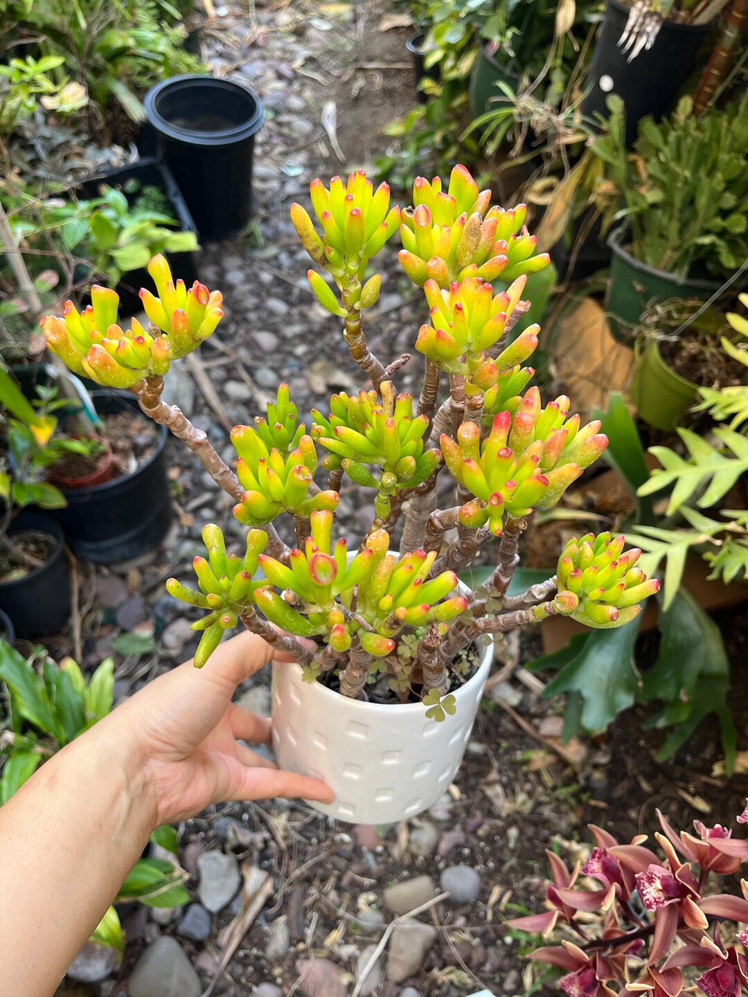 6 Inch Tall Jade Fingers in Decorative Pot -exact Plant and Pot Easy ...