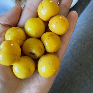 Multiple Sizes - Hard to Find Nance Fruit Tree . Nanceinga - Nanche ...