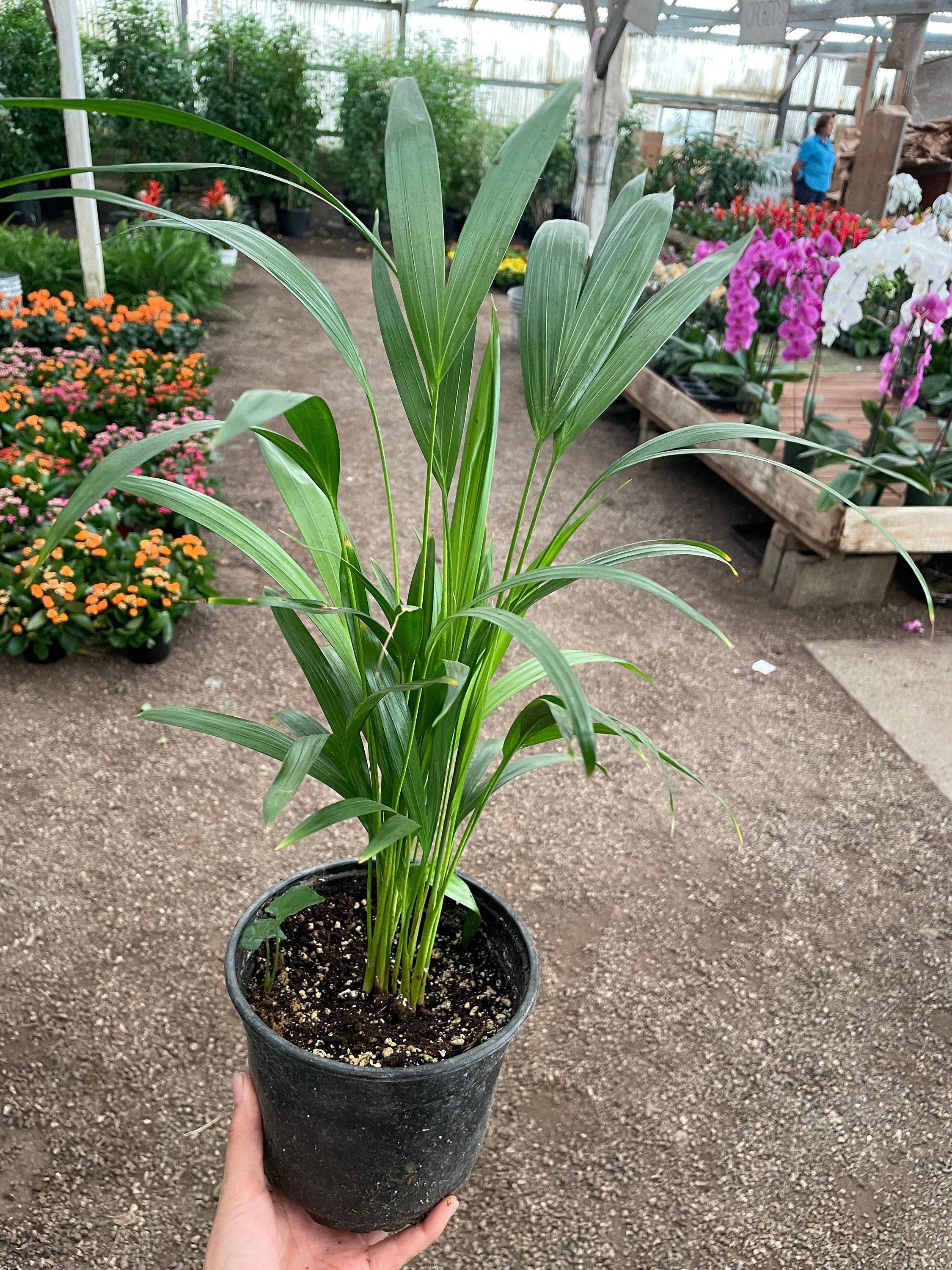 6 Inch Pot- Arica Palm Indoor or Outdoor -low Maintenance-pet Friendly ...