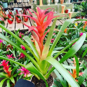 6 Inch Tall in 4 Inch Pot -colorful Bromeliad -easy Care Keep Water in ...