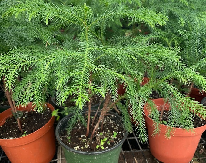 1 Ft Tall in 6 Inches Pot Live Plant -great Christmas Tree Indoors or ...