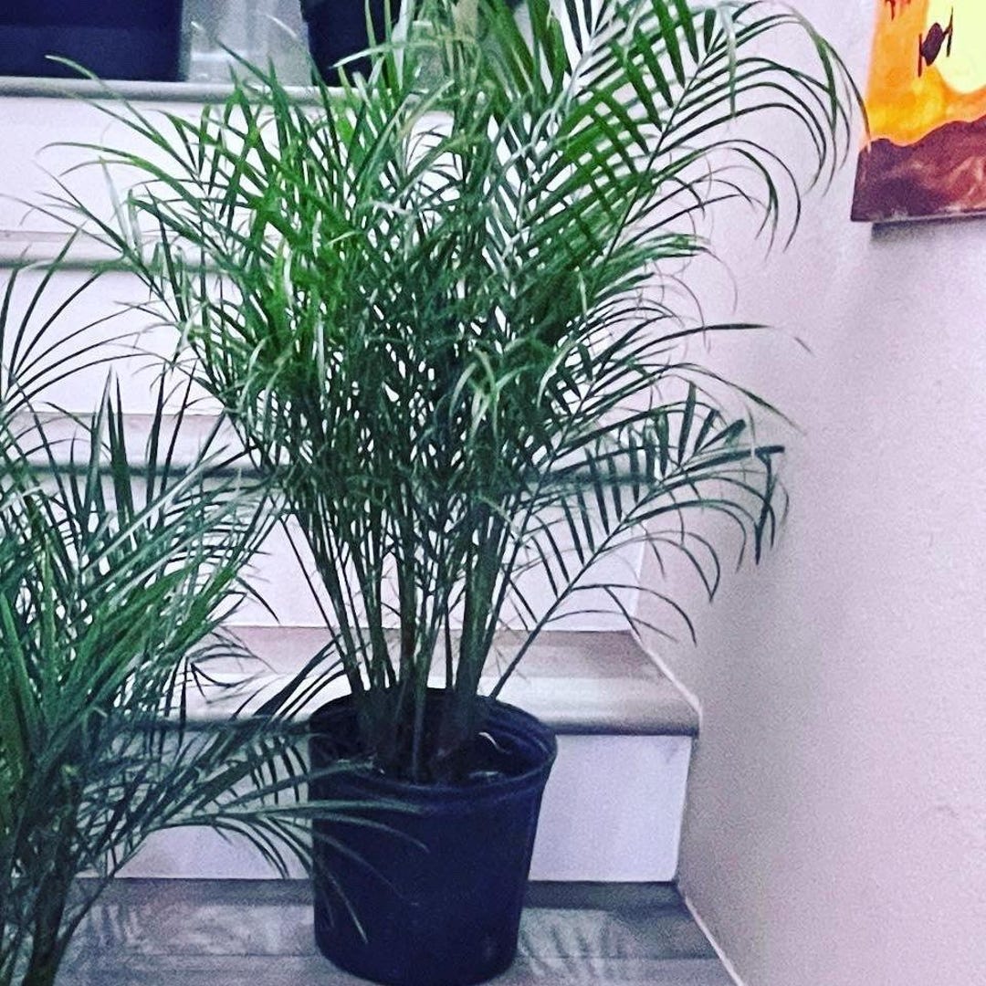 3 Ft Tall -3 Gallon Multi Trunk -roebellini-pygmy Dare Palm -indoor or ...