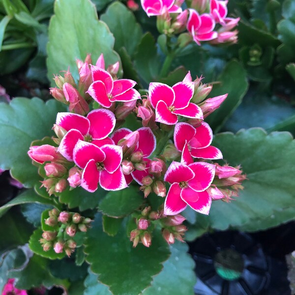 Variegated Kalanchoe - Etsy