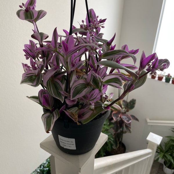 Nanouk Plant - Etsy