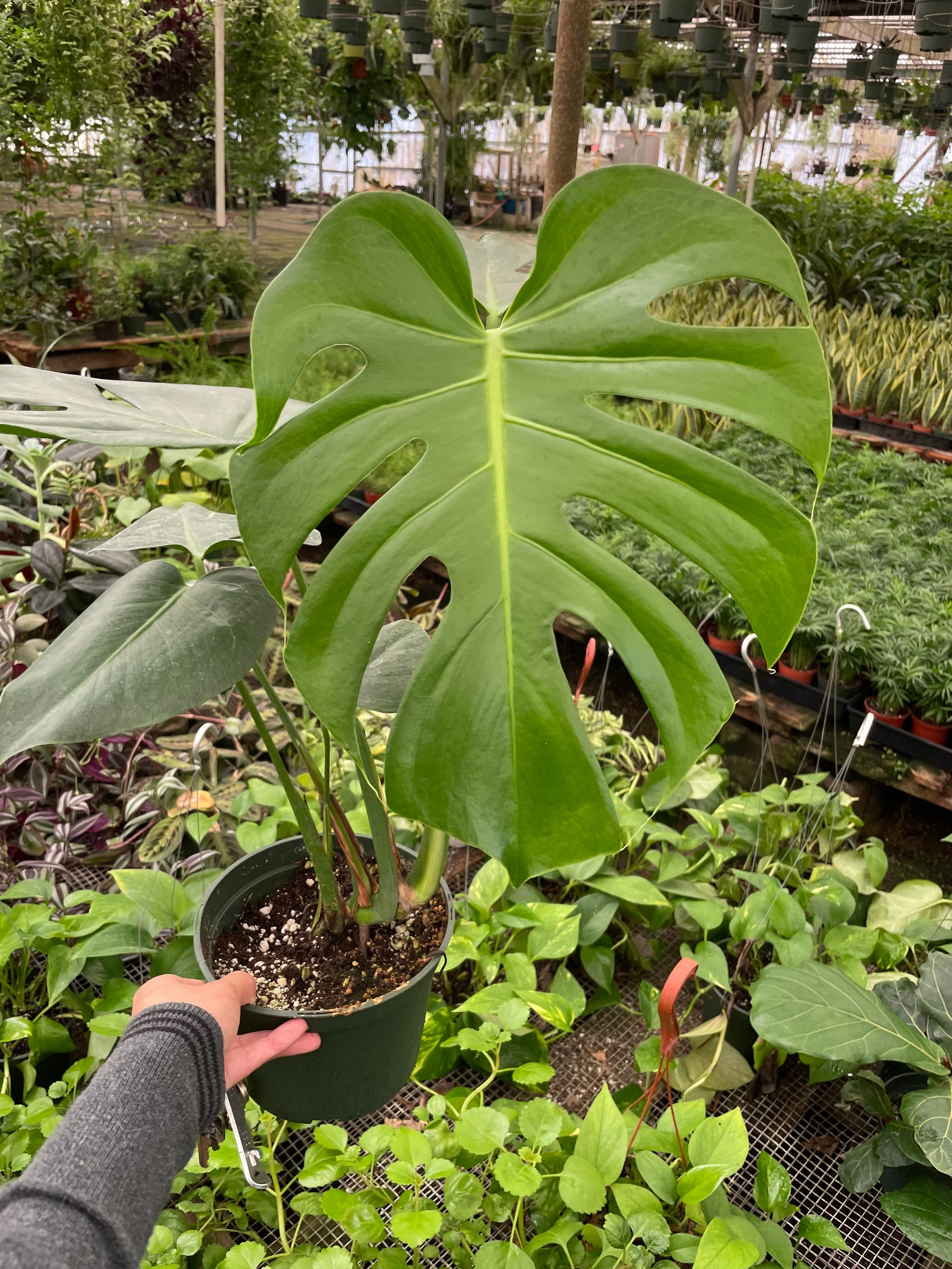 6 Inch Pot -giant Monstera Deliciosa -can Fruit When Mature and is ...