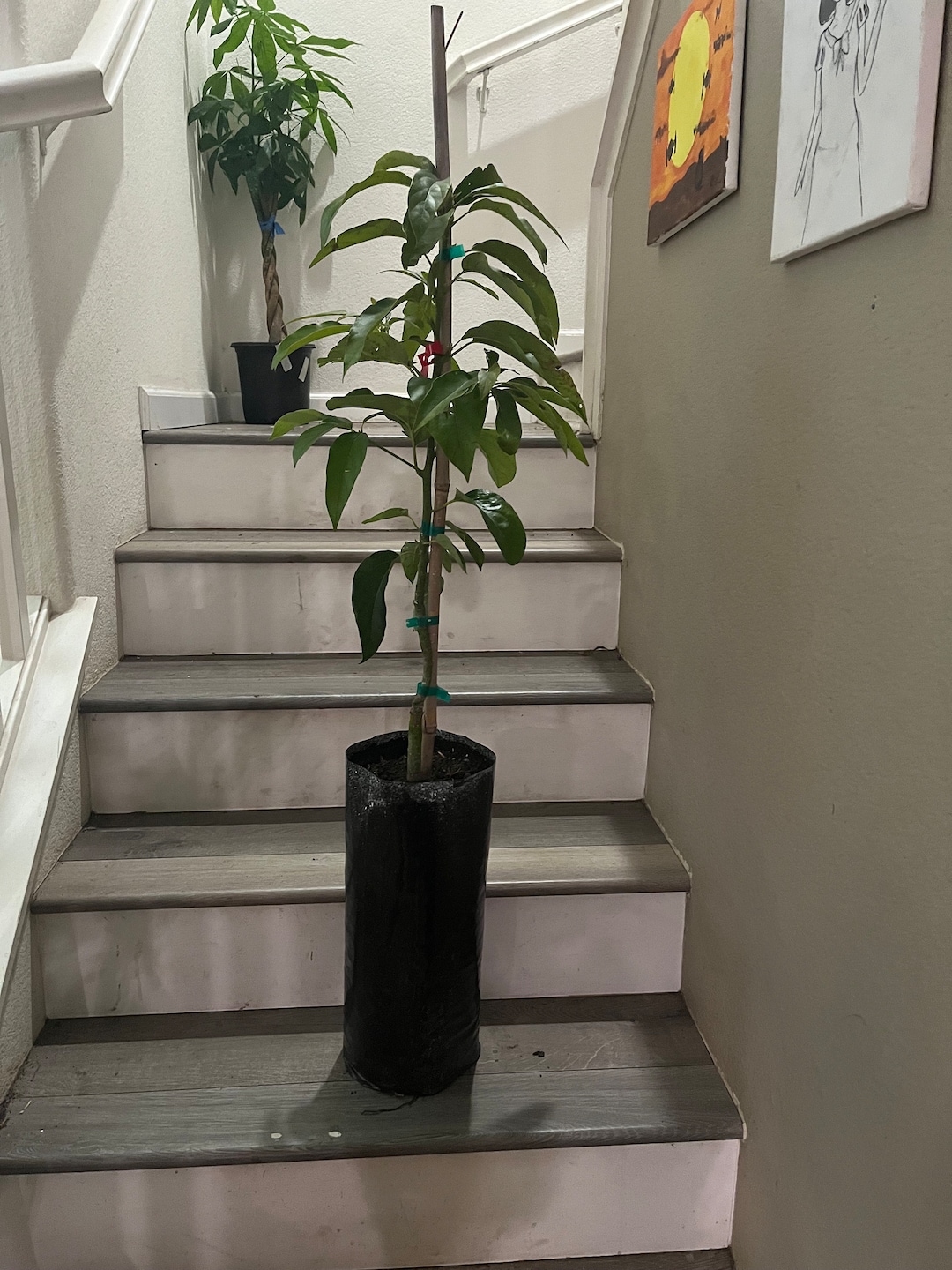 3 Gallon Nabal Avocado -3 Ft Tall. - Not Exact Plant-this is Just a ...