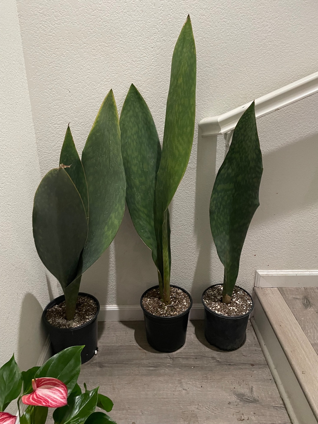 XXXL- 3-4ft Tall Snake Plant -air Purifier-sansevieria Masoniana Whale ...