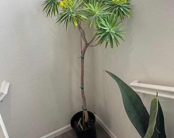 Variegated Euphorbia Dragon Tree Bones Cactus 8-10” Tall - Etsy