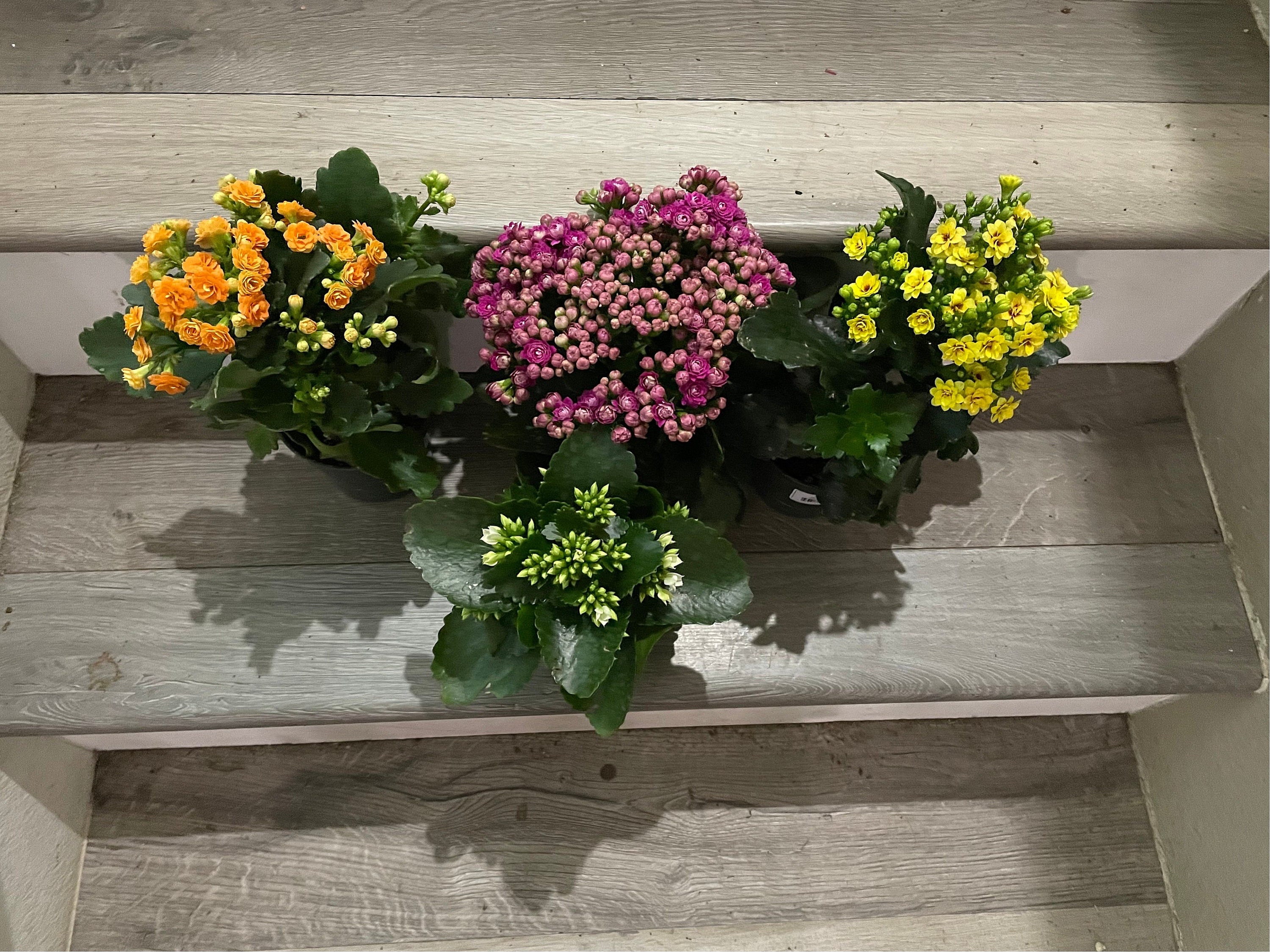 Kalanchoe Bundle Growers Choice- Single and Double Blooms - Pink, White ...