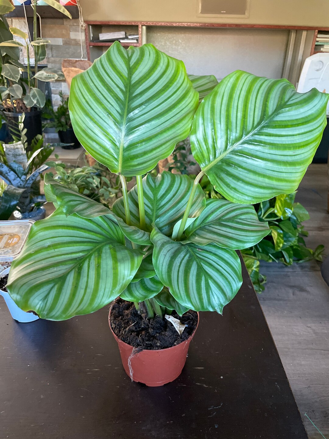 Large Calathea Orbifolia -in 6 Inch Pot -HARD to FIND This Size- - Etsy