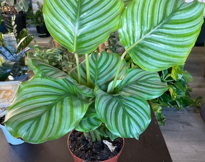 Large Calathea Orbifolia -in 6 Inch Pot -HARD to FIND This Size- - Etsy