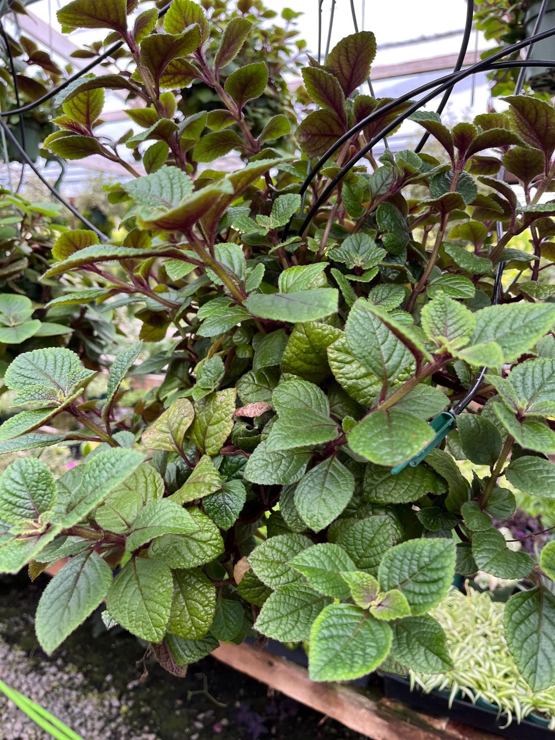 XL 6 Inch Potted A-green/purple Veins -royal Charlie Pilea ...