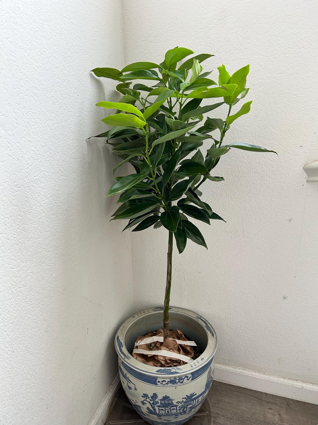4ft Tall Canella Cinnamon Tree -office Plant- Air Purifier-patio Plant ...