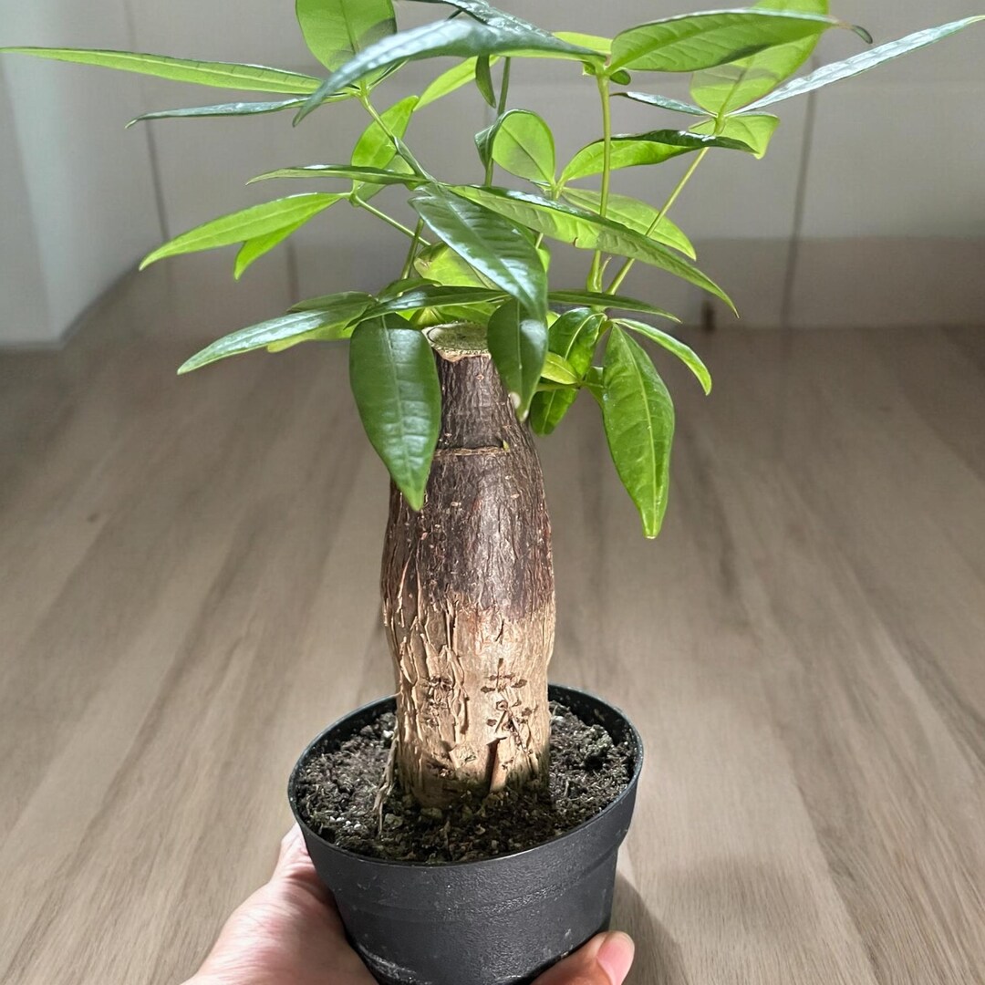 Money Tree Stump in 4 Inch Pot Pachira Aquatica Money Tree - Good Luck ...