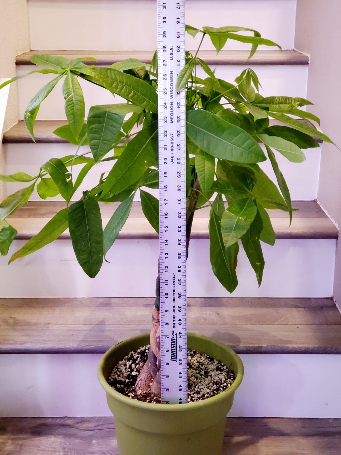 Extra Large 3 Ft Tall Braided-money Tree-pachira Aquatica - Etsy