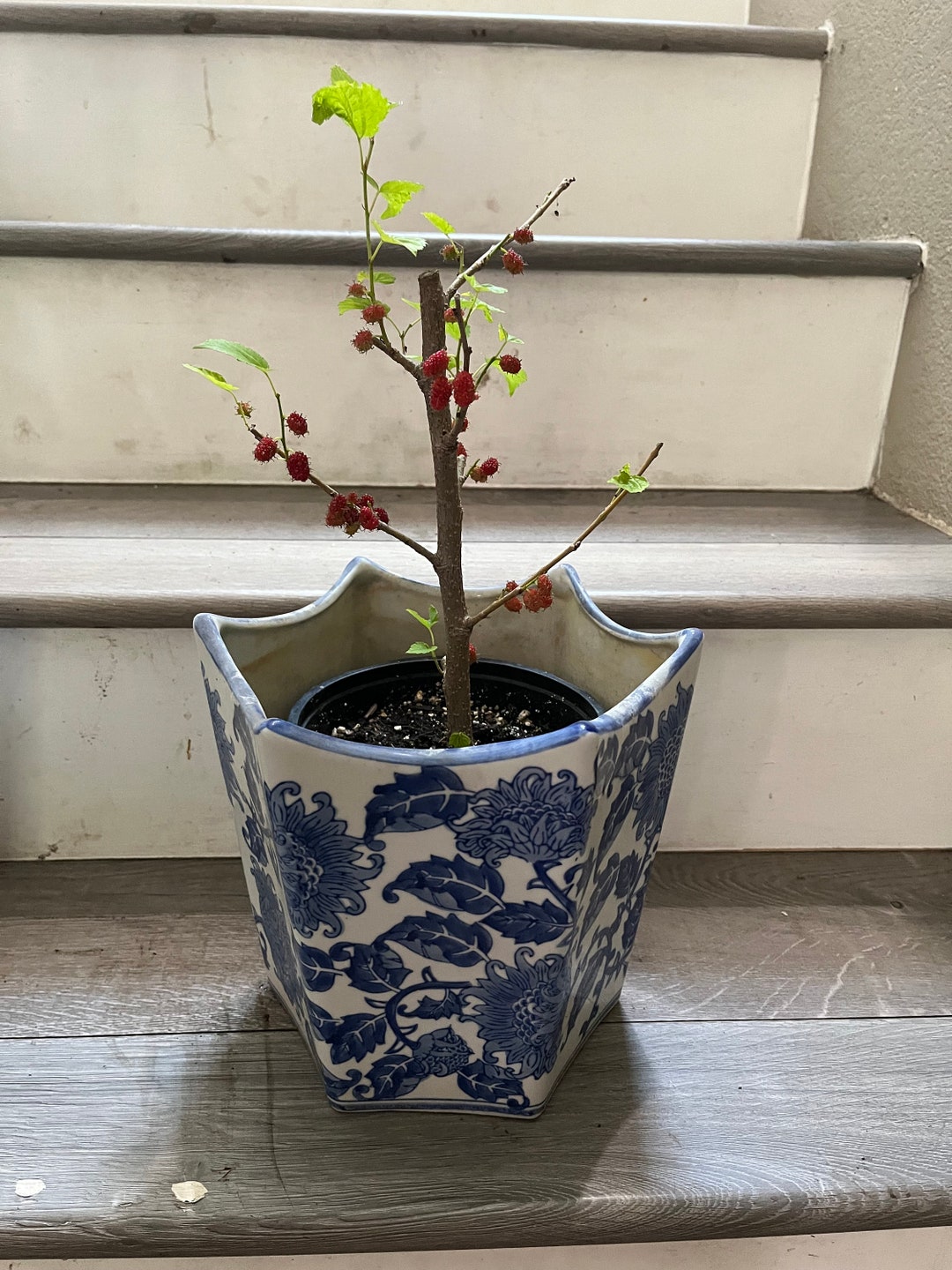 1 Gal -fruiting Size Dwarf Mulberry - Bonsai Project. Similar to Photo ...