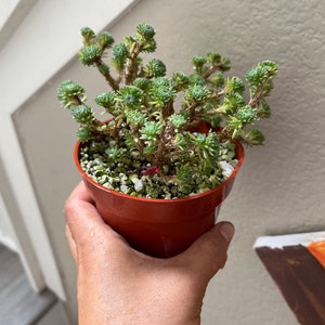Miniature Joshua Tree -succulent Bonsai -easy Care -low Water . Similar ...