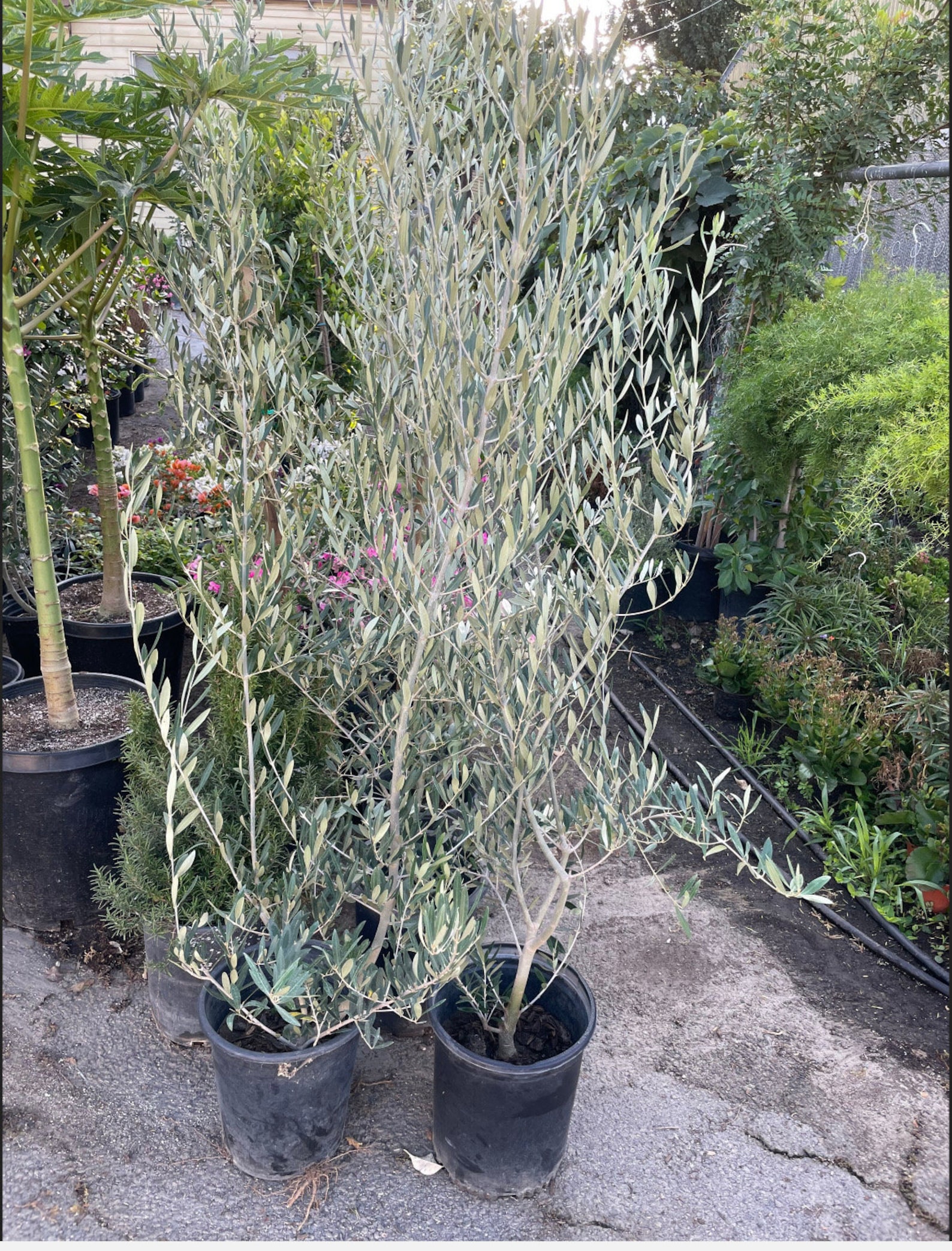 Xxl-3-6ft Fruitless Olive With Growers Pot--olea Europaea ‘ Wilsonii ...