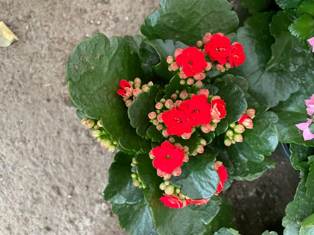 4 Inch Live Potted -red Kalanchoe Double Petals - Etsy