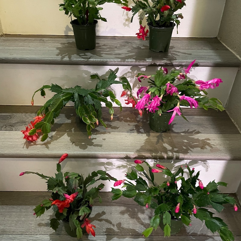 Cactus Cutting - Etsy