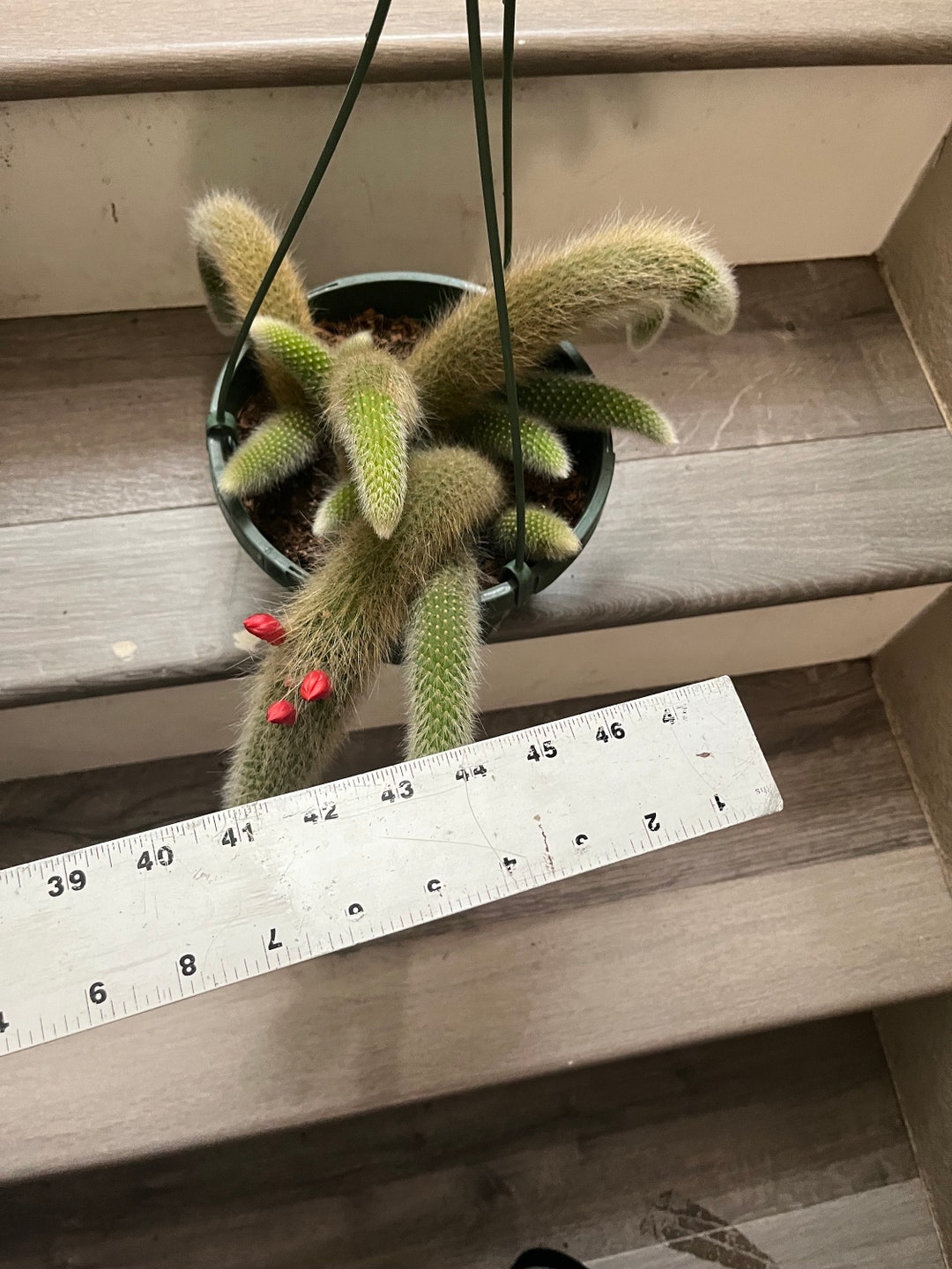 XXL- Trailing 8 Inch Potted Monkey Tail -exact Plant - Blooming Size - Etsy