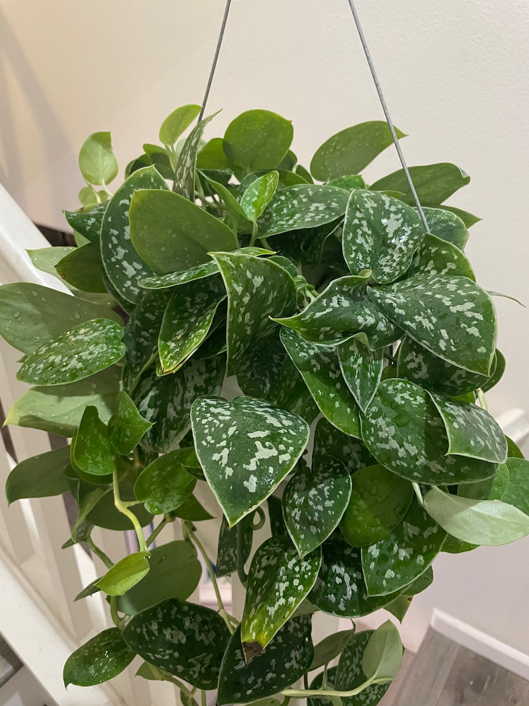 Large. Scindapsus Pictus 'argyraeus' - Silver Pothos in 6 Inch Growers ...