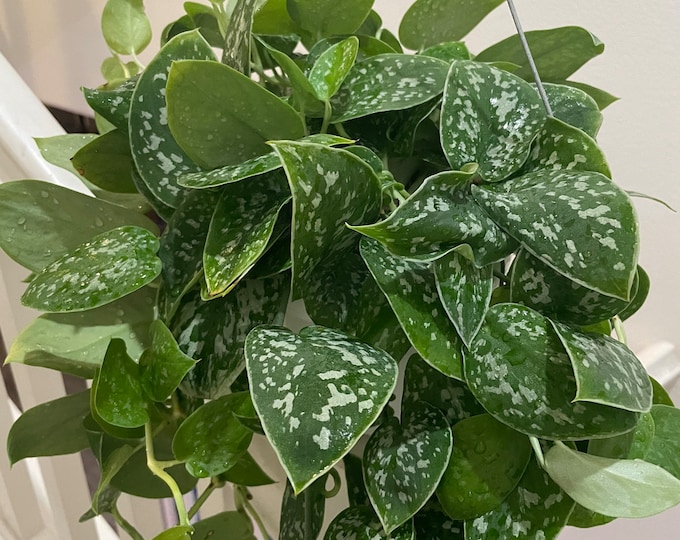 Large. Scindapsus Pictus 'argyraeus' - Silver Pothos in 6 Inch Growers ...