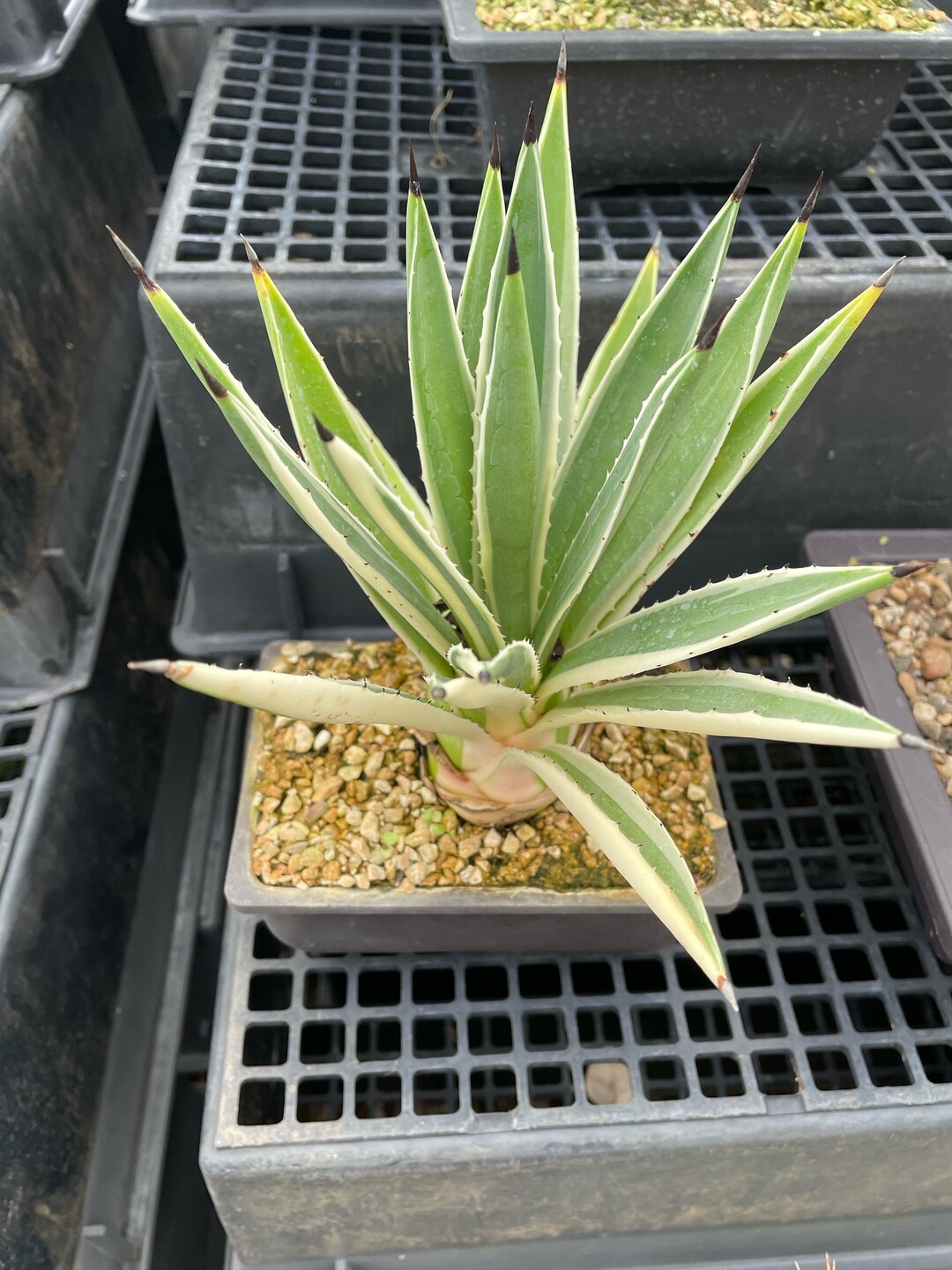 Exact Plant Variegated Agave Grown in Bonsai Pot . High Variegated - Etsy