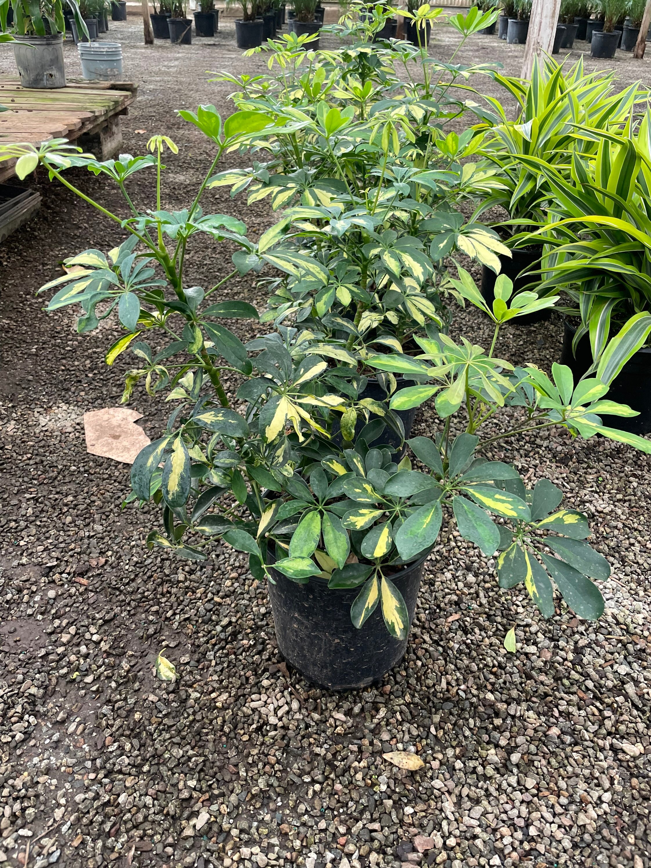 Schefflera Arboricola Variegata