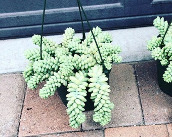 6 Inch Pot String of Burrow Tails easy Care Succulent - Etsy