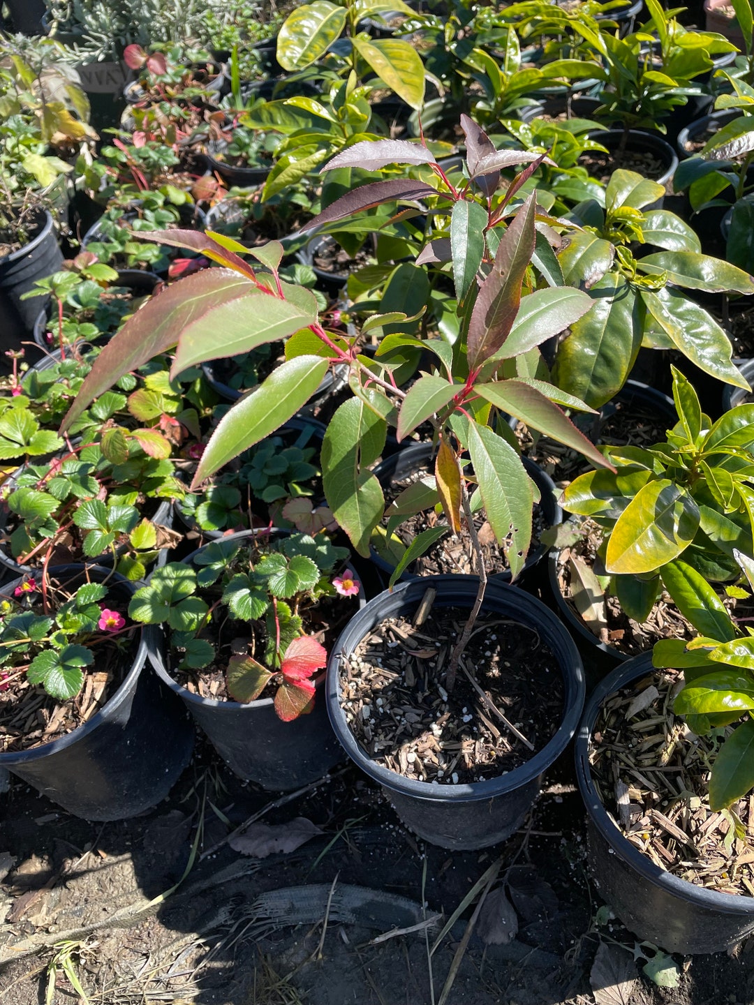 Exoctic Fruit- Capulin Cherry-2-3ft Tall Gal Pot- Similar ,not Exact ...