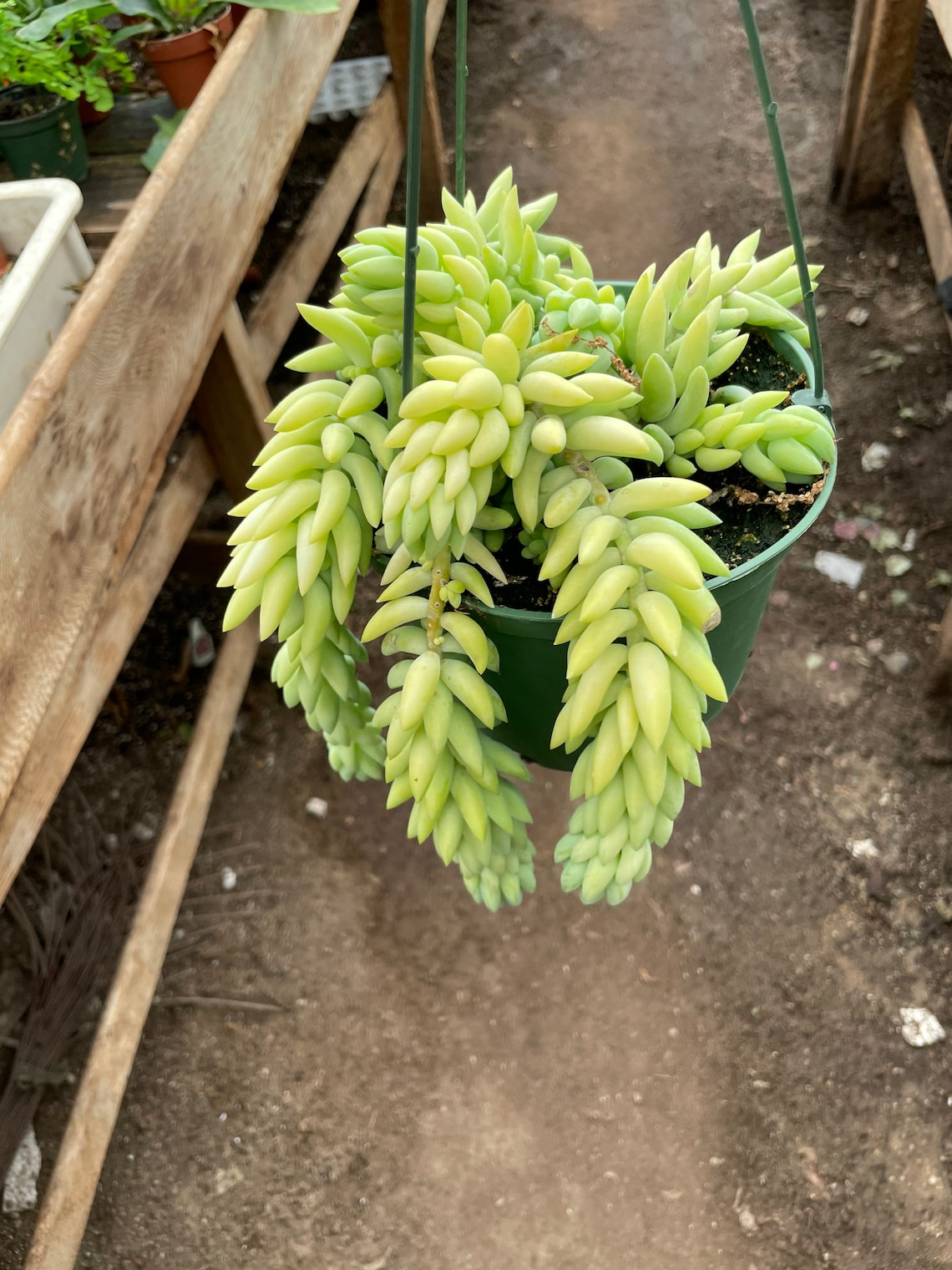 6 Inch Pot String of Burrow Tails easy Care Succulent - Etsy