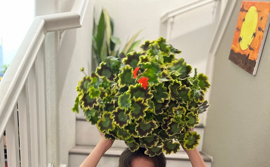 XXXL 1.5 Ft Wide Geranium Brocade-variegated -insect/mosquito Repellent ...